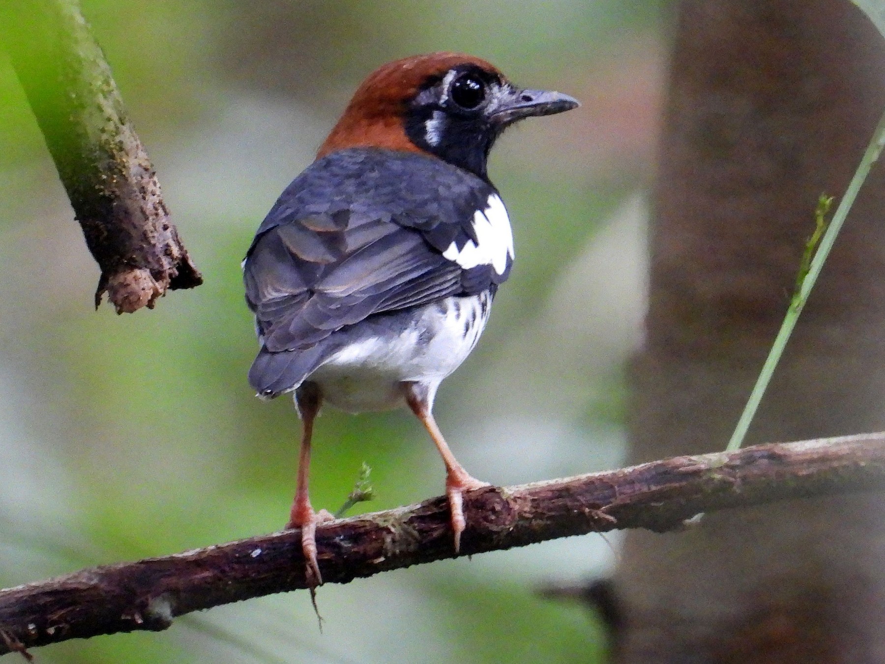 Chestnut-capped Thrush - eBird