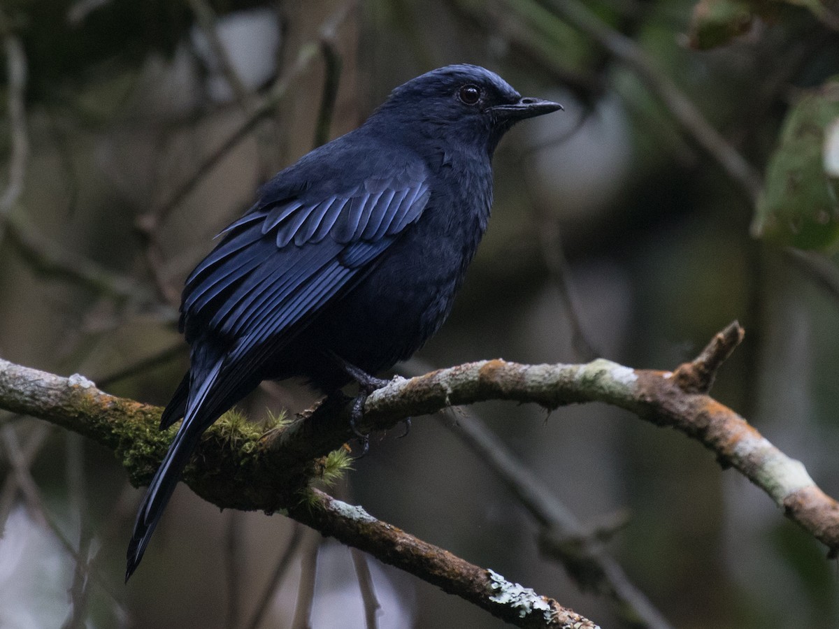 Javan Cochoa - Cochoa azurea - Birds of the World