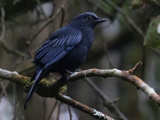Javan Cochoa - Cochoa azurea - Birds of the World