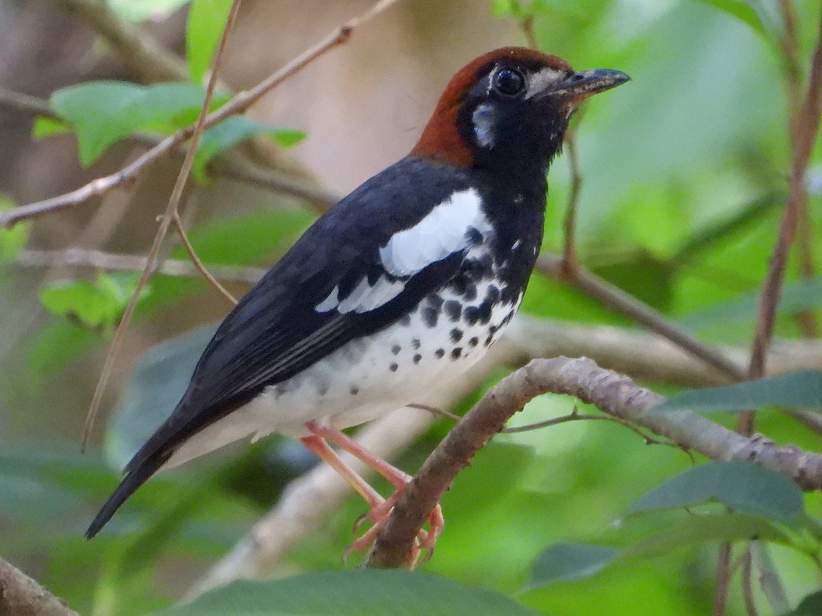 Chestnut-capped Thrush - Geokichla interpres - Birds of the World
