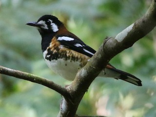 Chestnut-backed Thrush - eBird