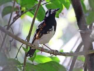 Chestnut-backed Thrush - eBird