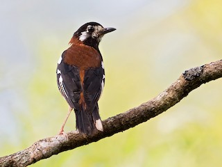 Chestnut-backed Thrush - eBird