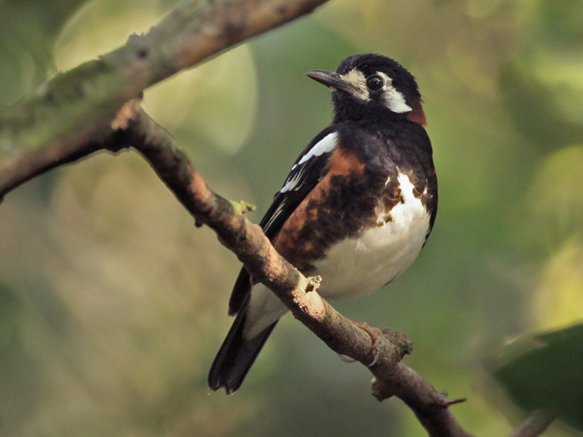 Chestnut-backed Thrush - eBird