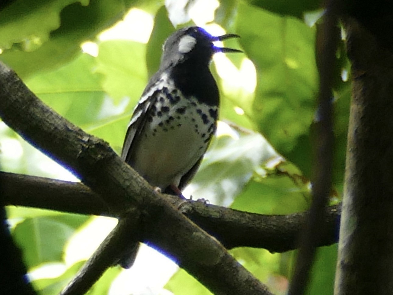 Slaty-backed Thrush - eBird