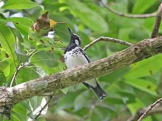 Slaty-backed Thrush - eBird