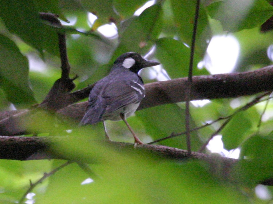 Slaty-backed Thrush - eBird