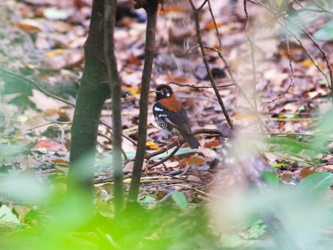 Rusty-backed Thrush - eBird