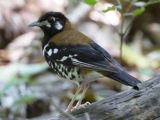 Rusty-backed Thrush - eBird