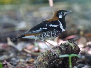 Rusty-backed Thrush - eBird