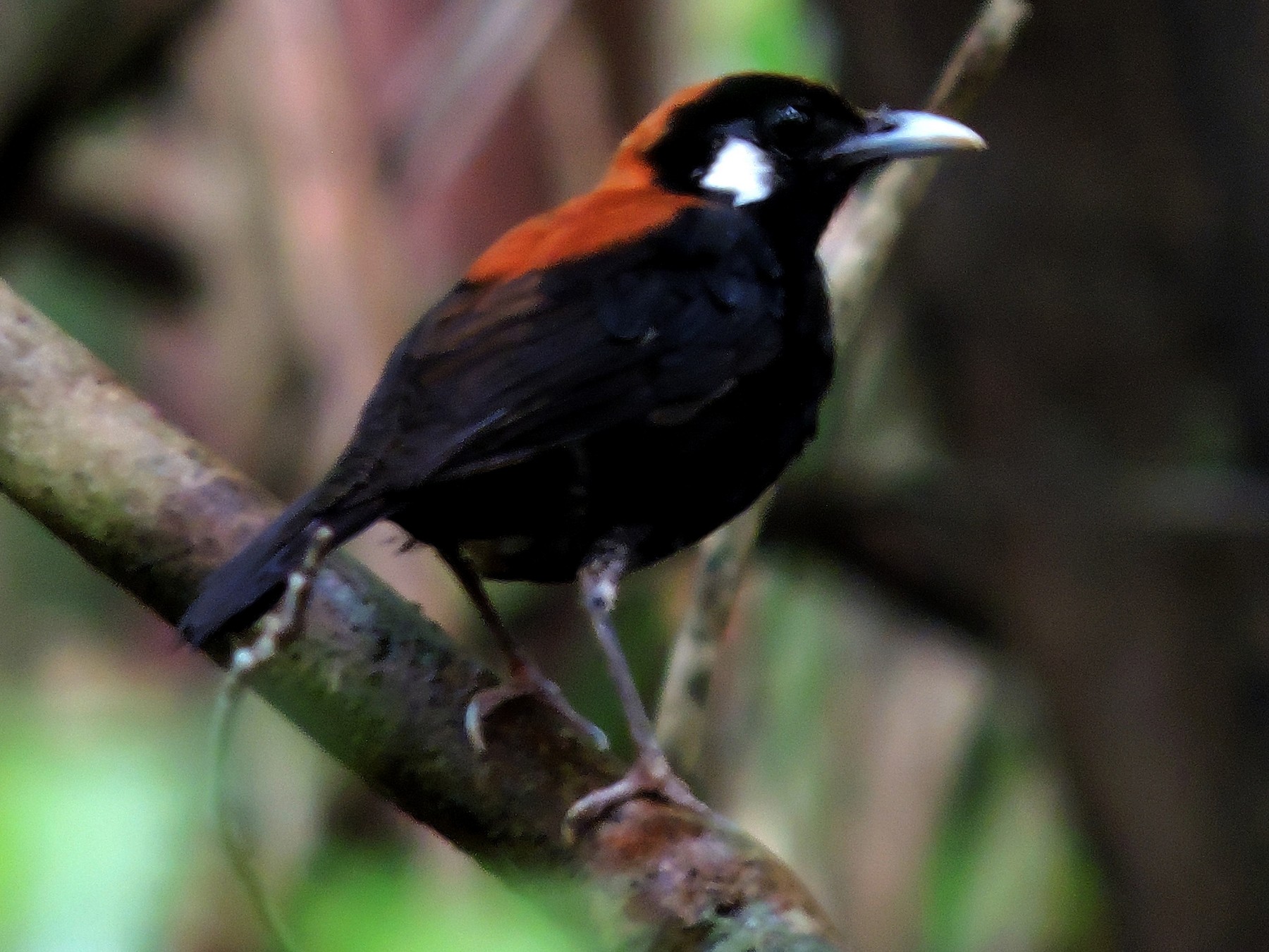 Red-and-black Thrush - eBird