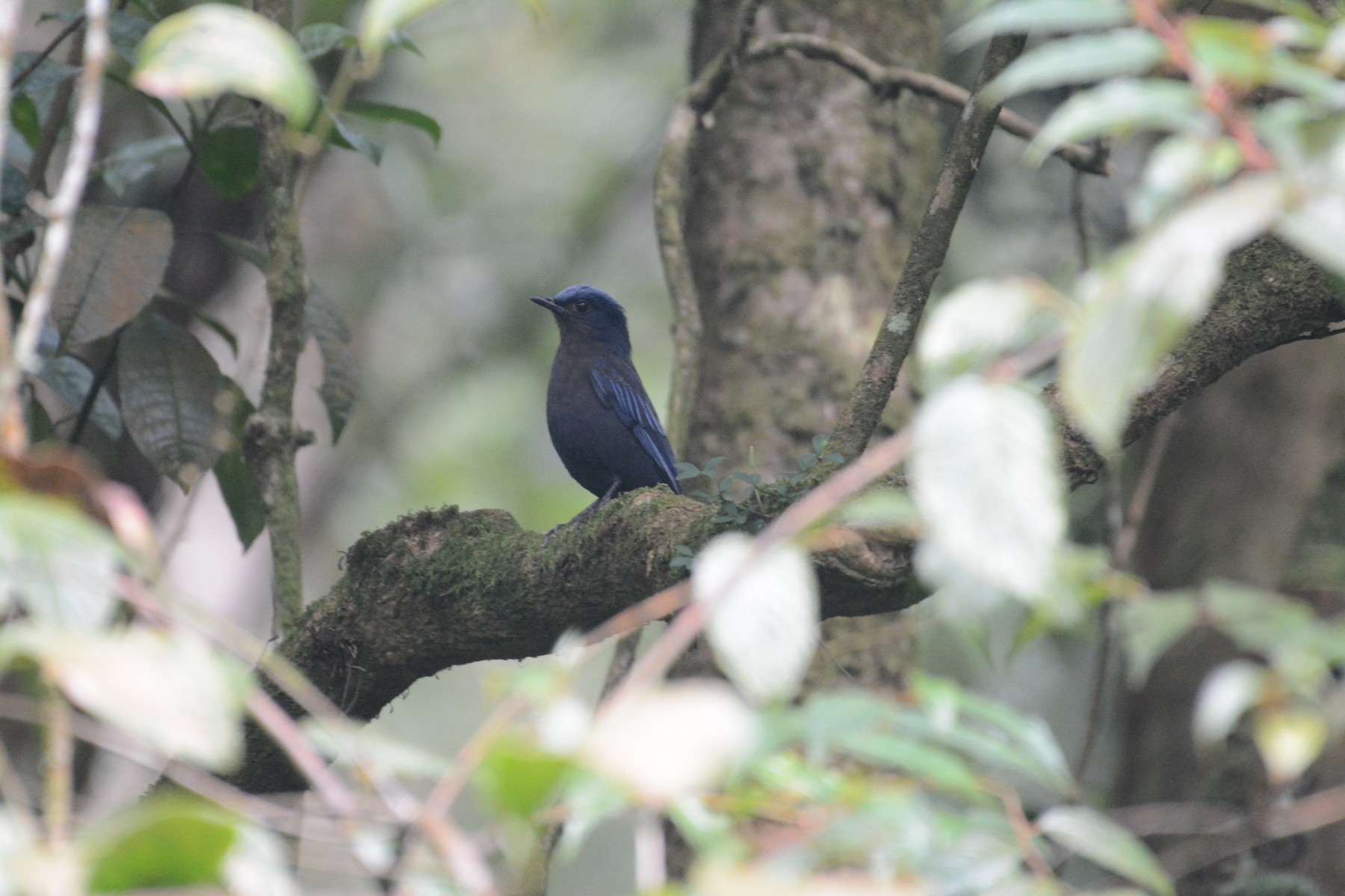 Javan Cochoa - eBird