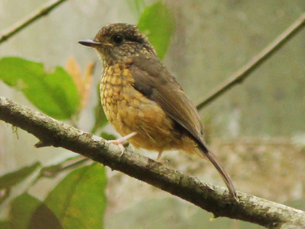 Blue-fronted Flycatcher - eBird