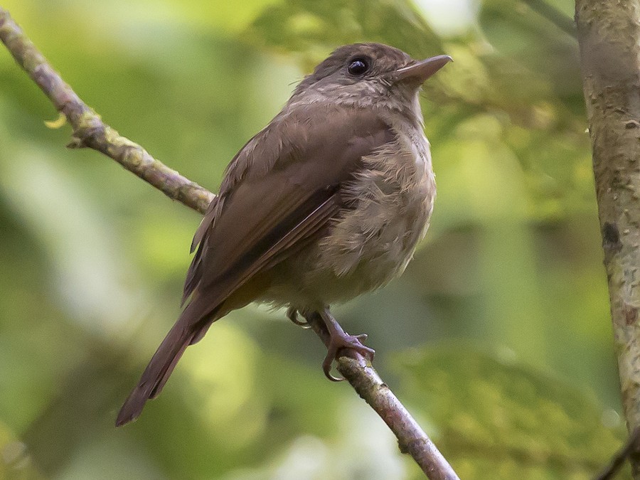 Sikatan matinan - eBird