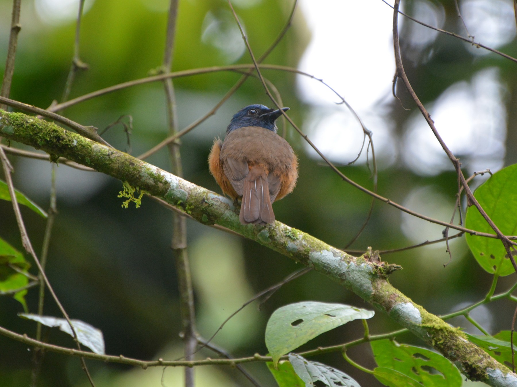 Blue-fronted Flycatcher - eBird