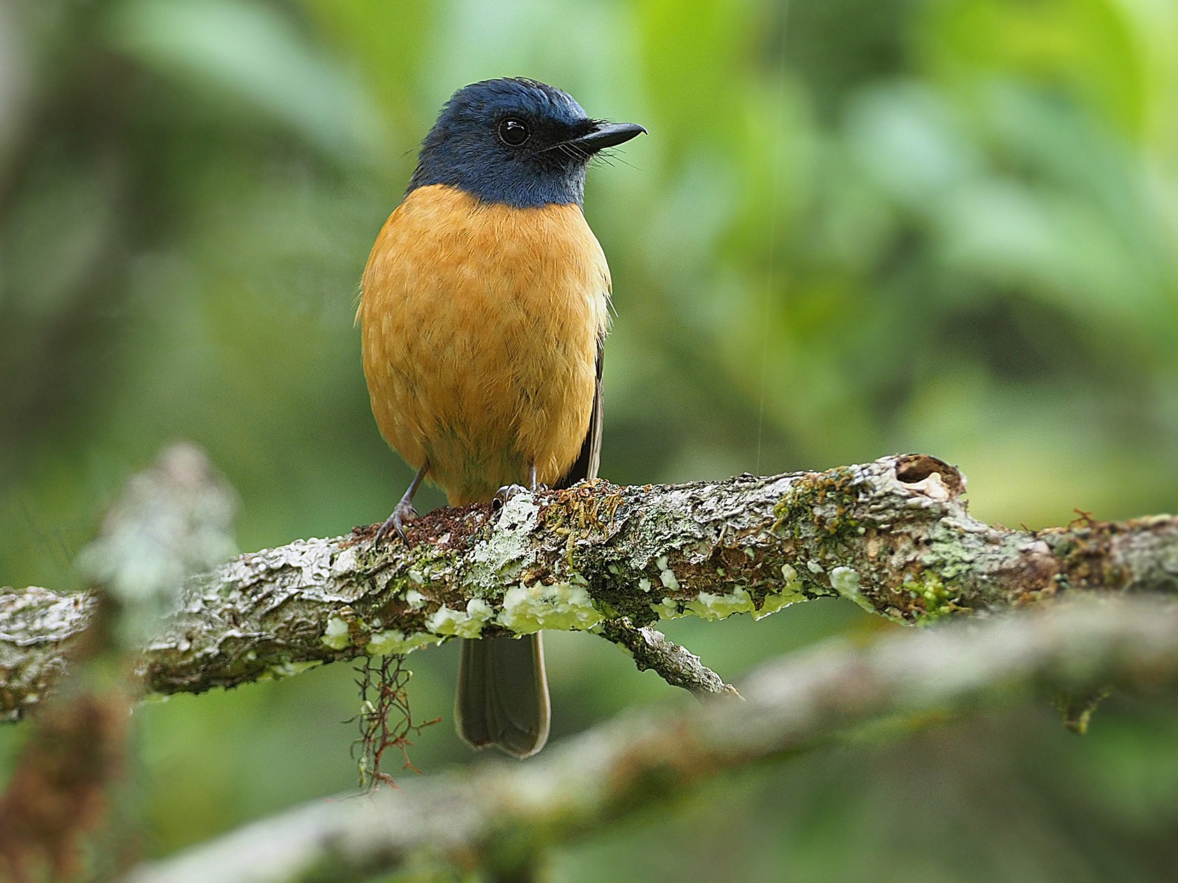 Blue-fronted Flycatcher - eBird