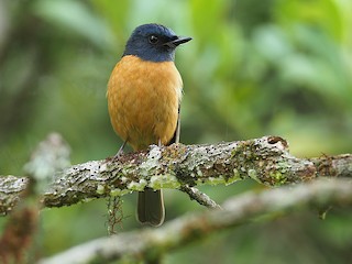 Blue-fronted Flycatcher - eBird