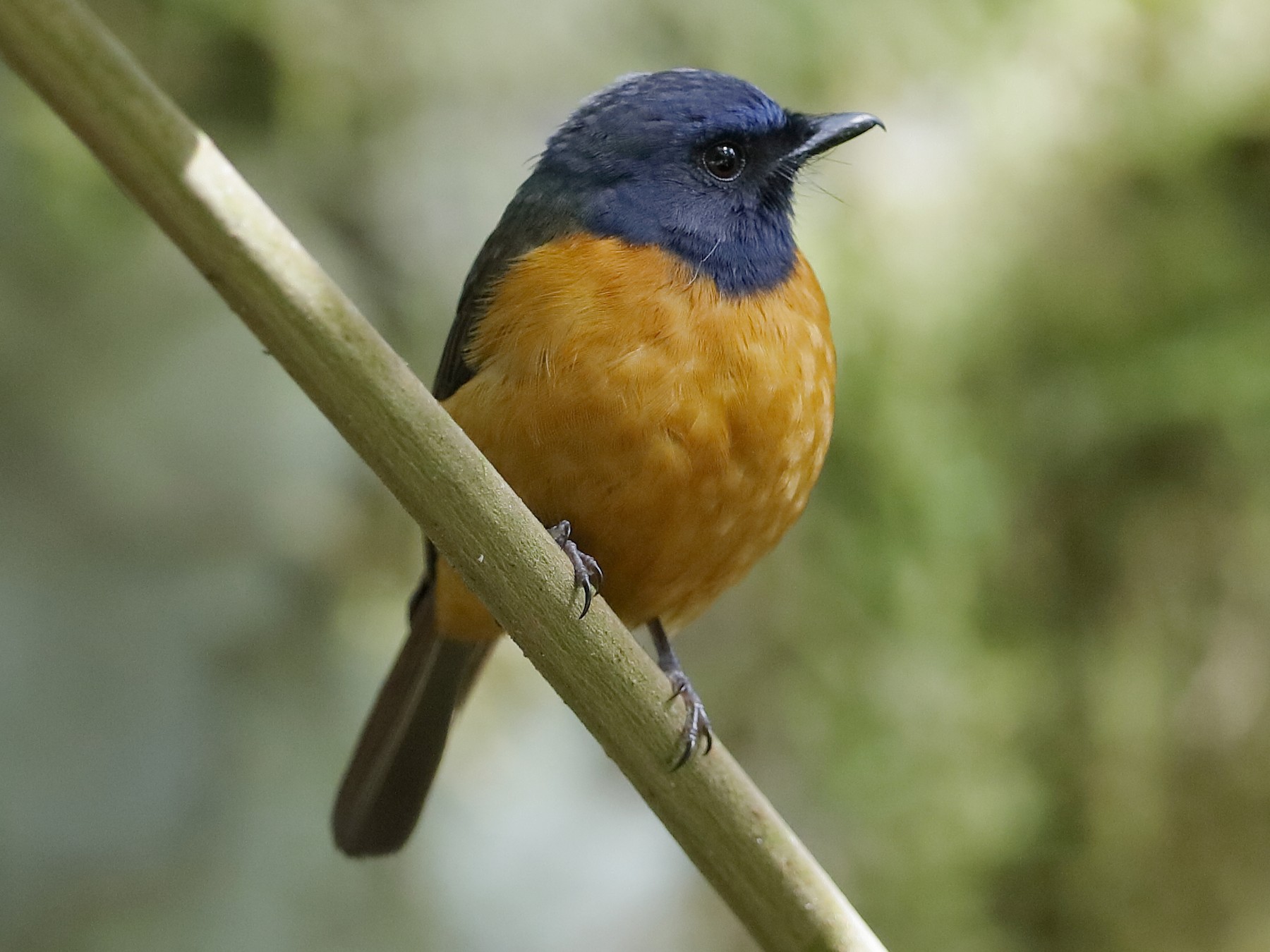 Blue-fronted Flycatcher - eBird