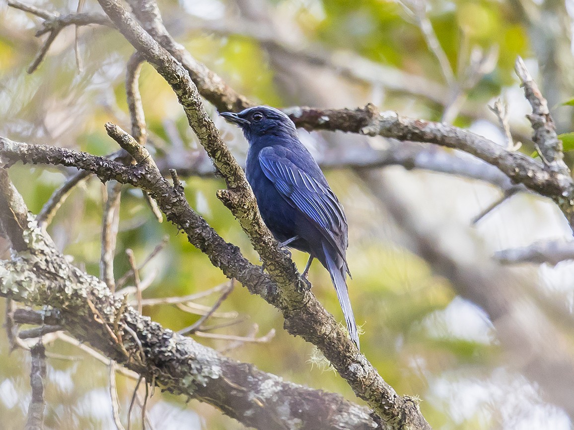 Javan Cochoa - eBird
