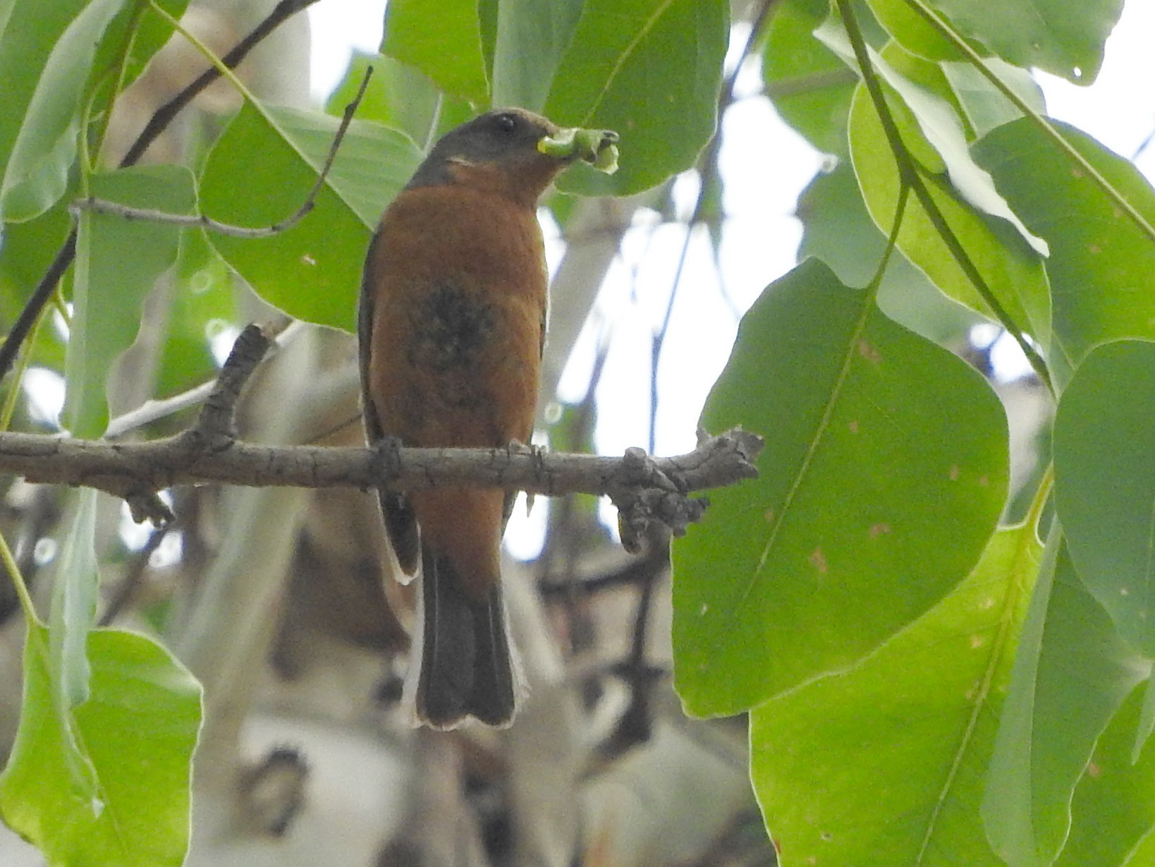 Timor Blue Flycatcher - eBird