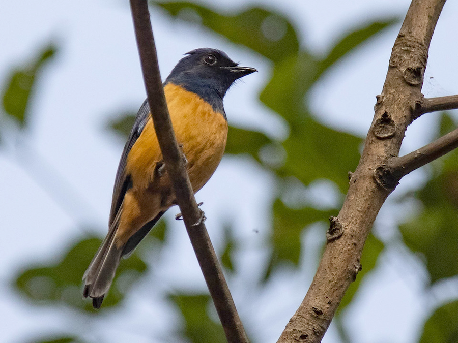 Timor Blue Flycatcher - eBird