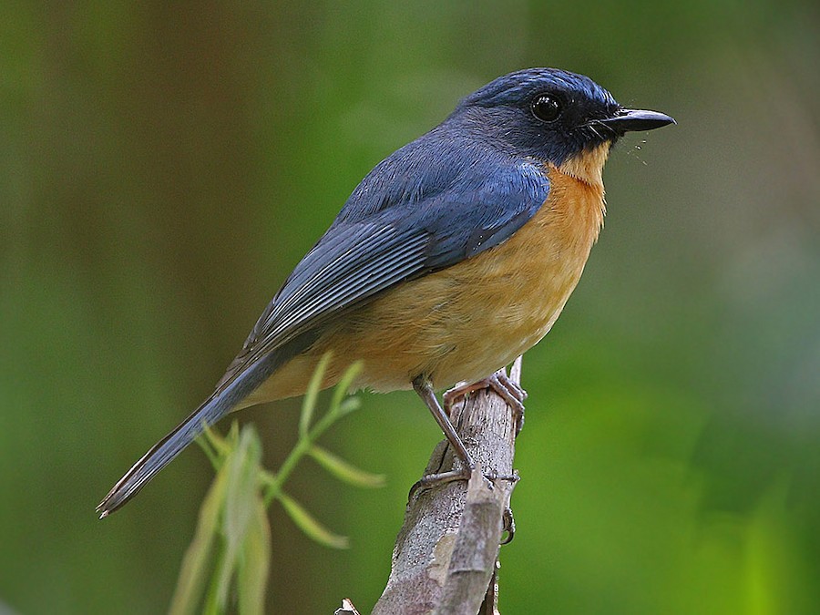 Sulawesi Blue Flycatcher - eBird