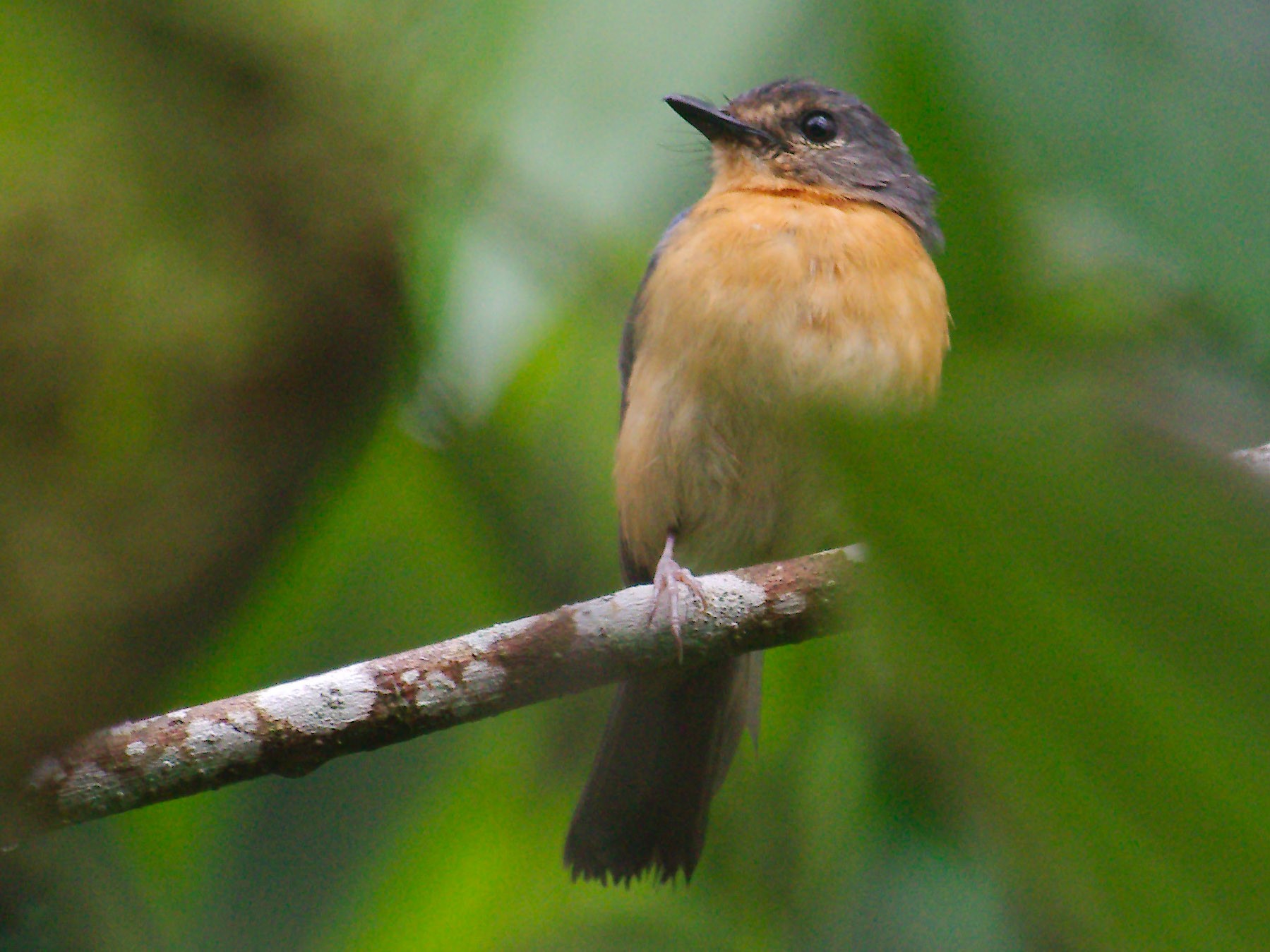 Sulawesi Blue Flycatcher - eBird