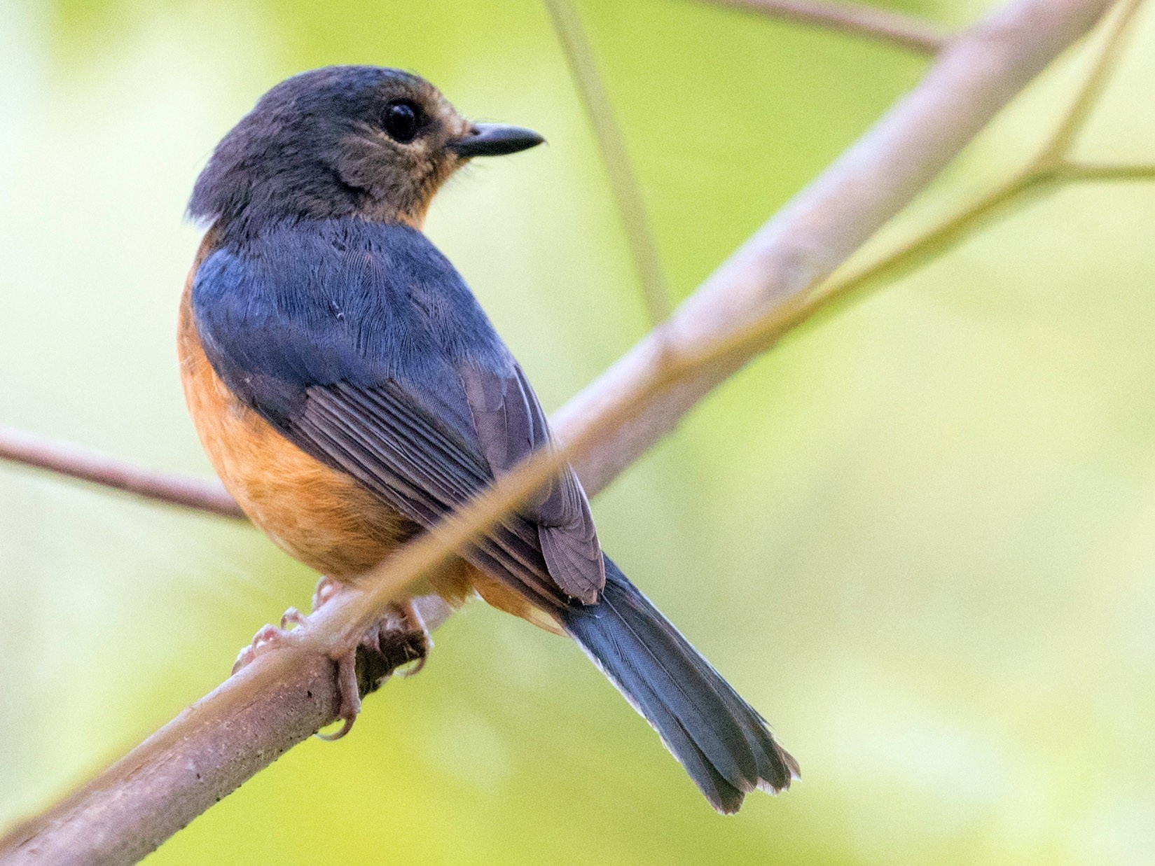 Sulawesi Blue Flycatcher - eBird