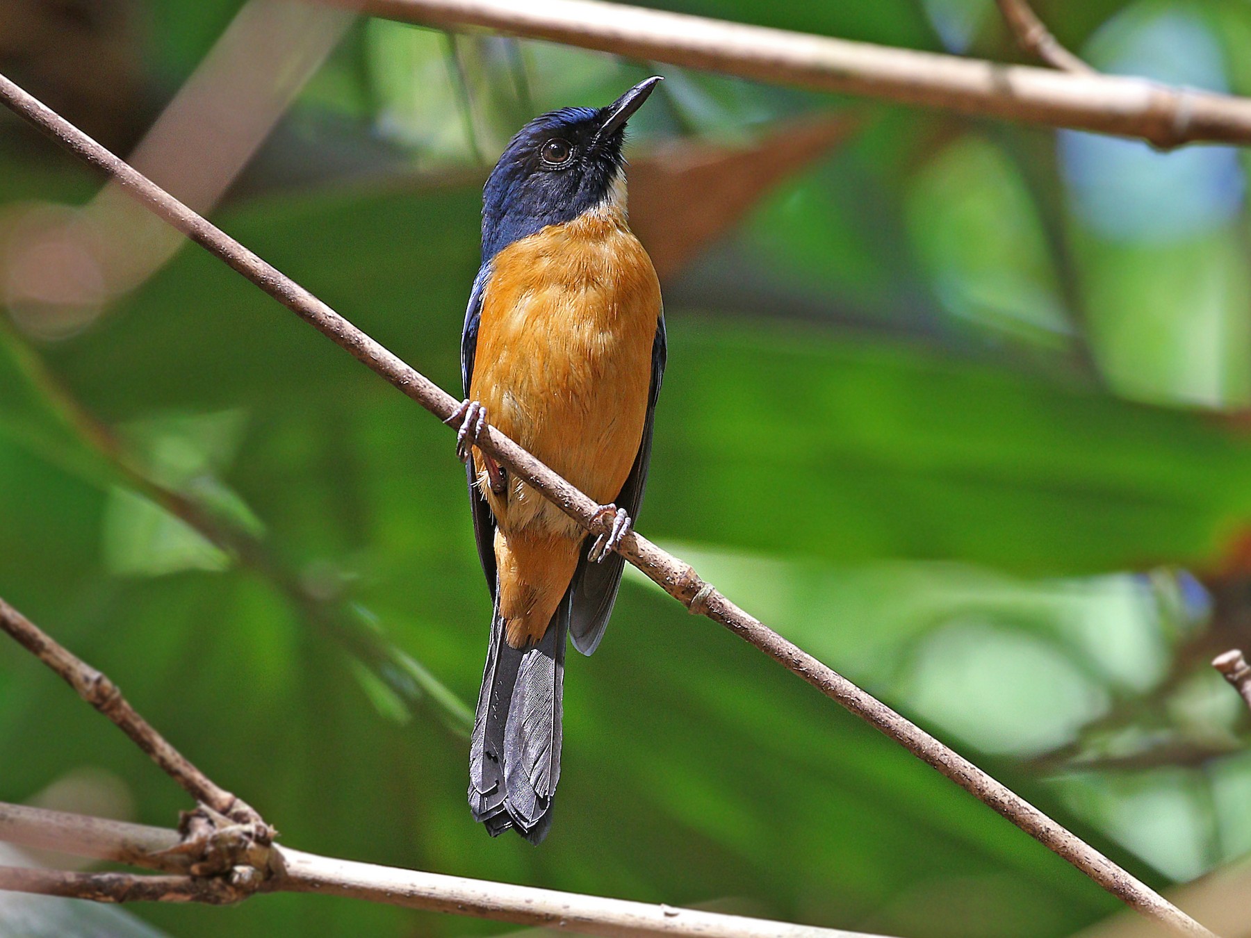 Sulawesi Blue Flycatcher - eBird