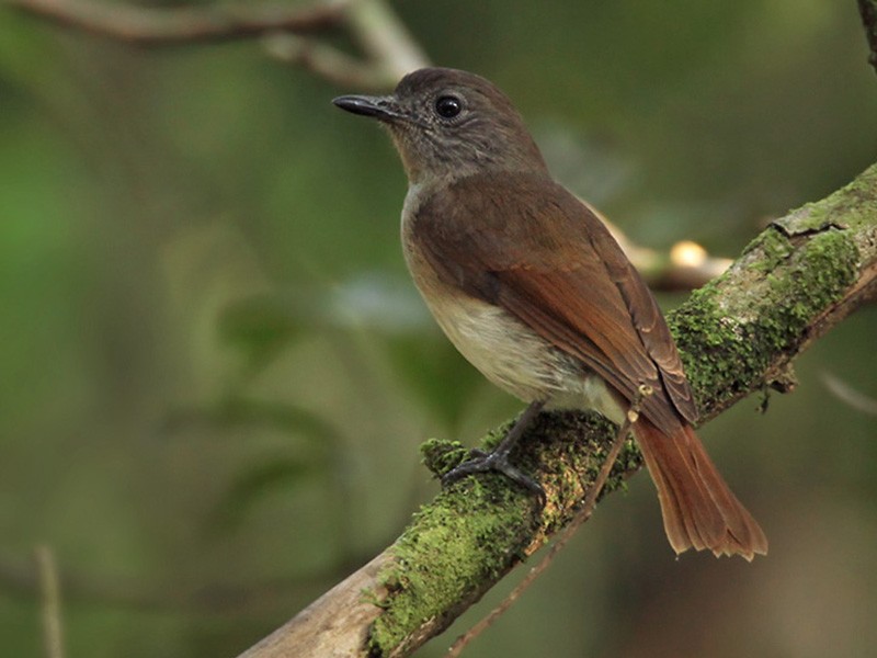 Sumba Jungle Flycatcher - eBird