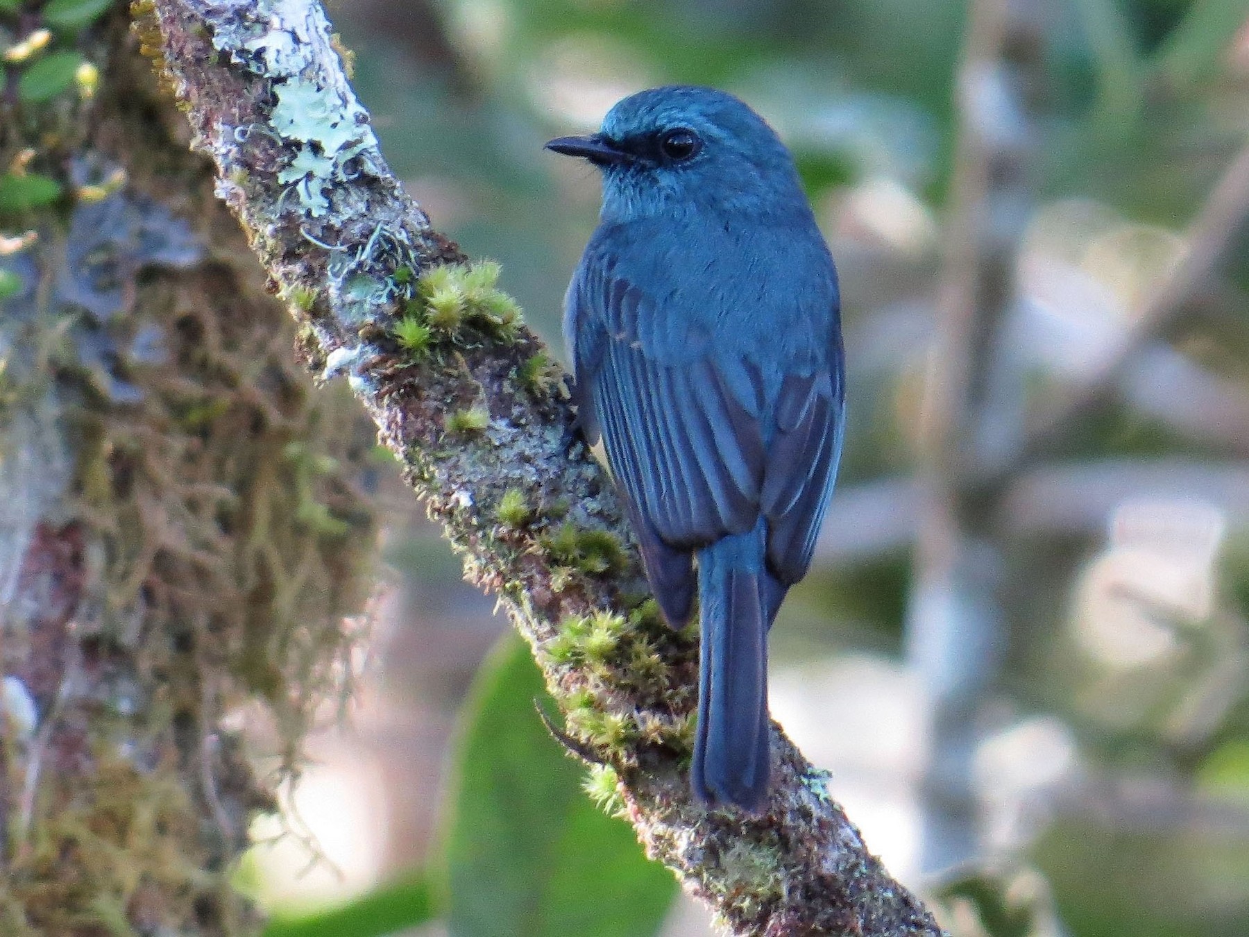 Turquoise Flycatcher - eBird