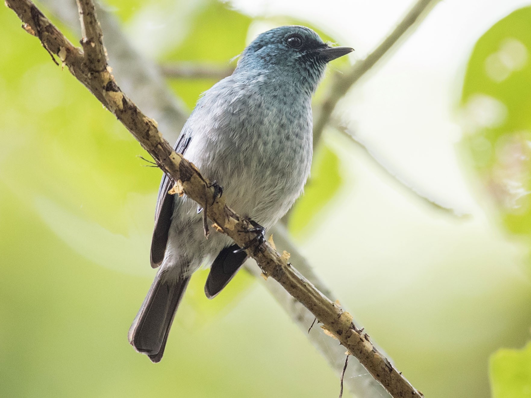 Turquoise Flycatcher - eBird