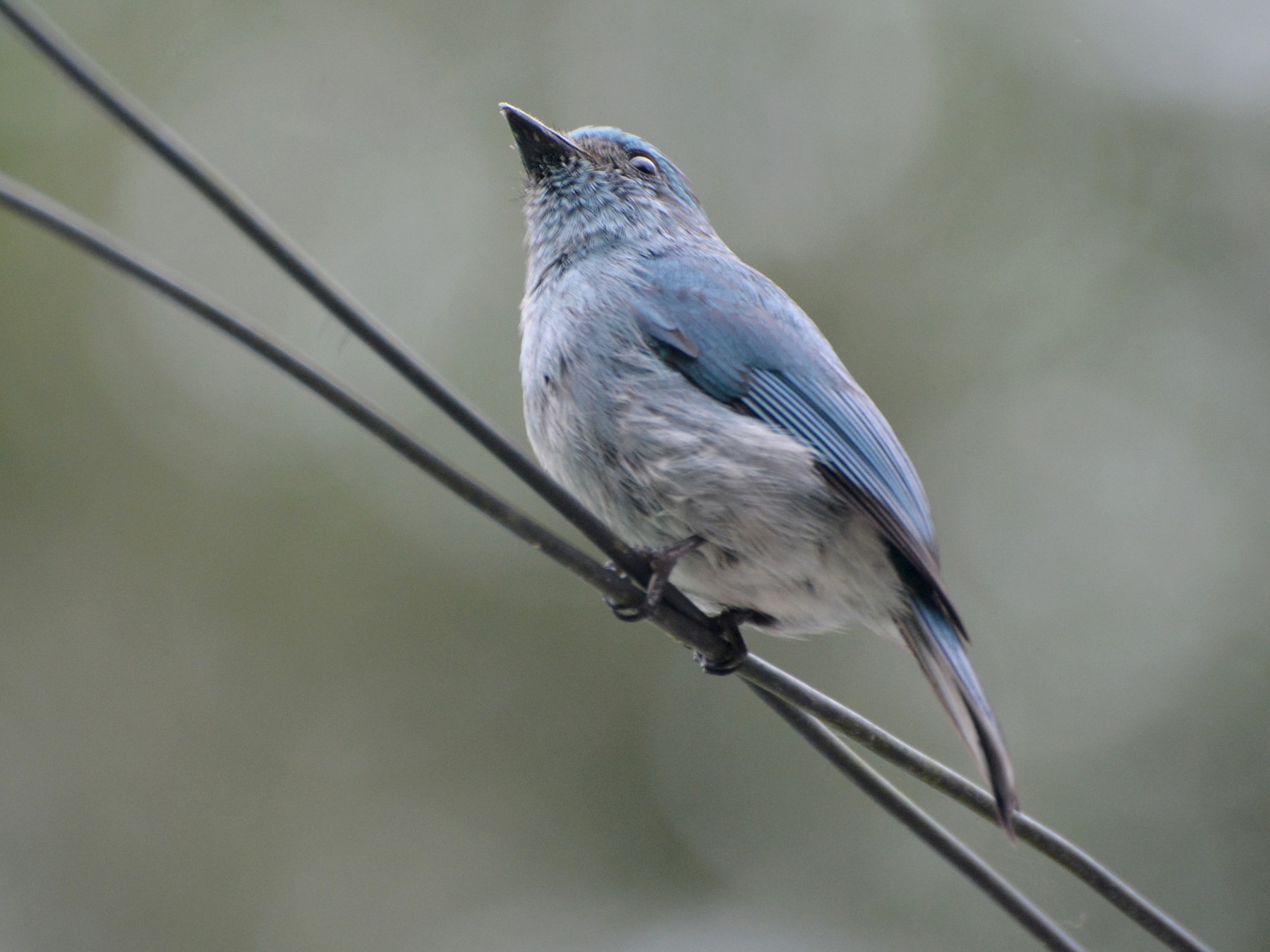 Turquoise Flycatcher - eBird