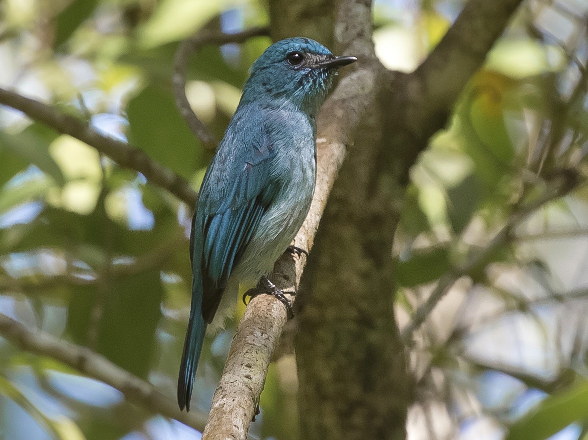 Turquoise Flycatcher - eBird