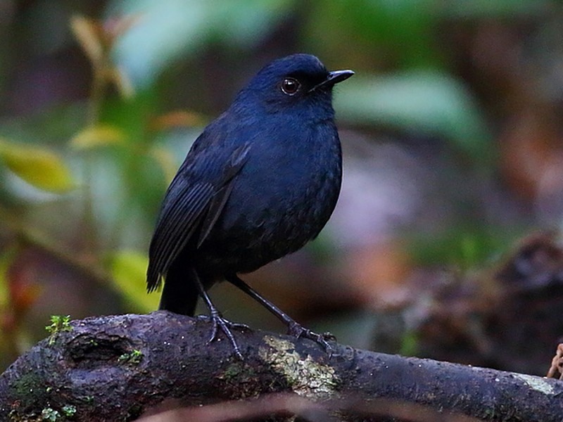 Great Shortwing - eBird