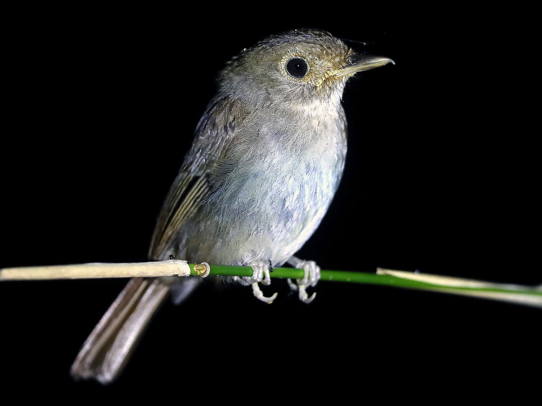 Sula Jungle-Flycatcher - eBird