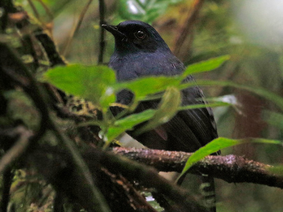 Alicorto de Célebes - eBird
