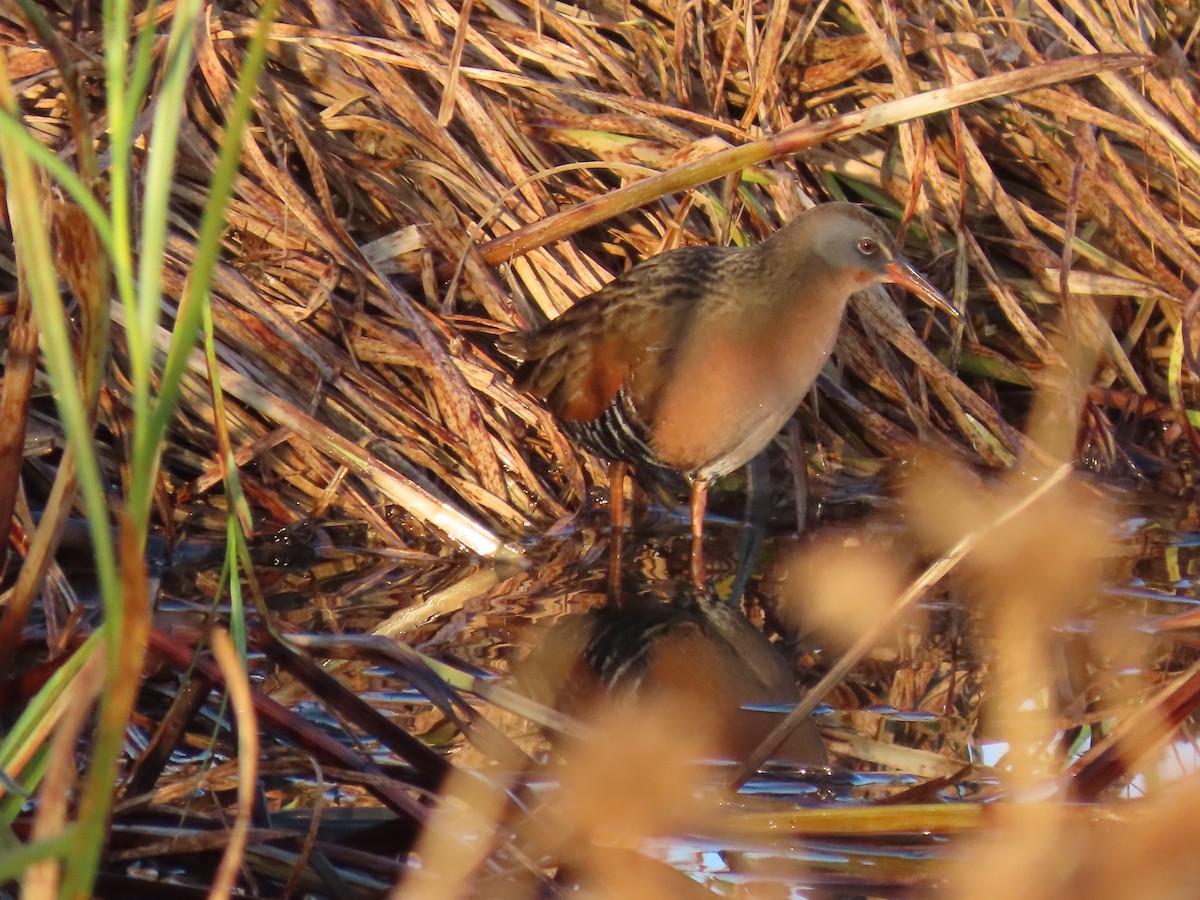 eBird Checklist - 29 Oct 2020 - Rodeo Lagoon - 72 species