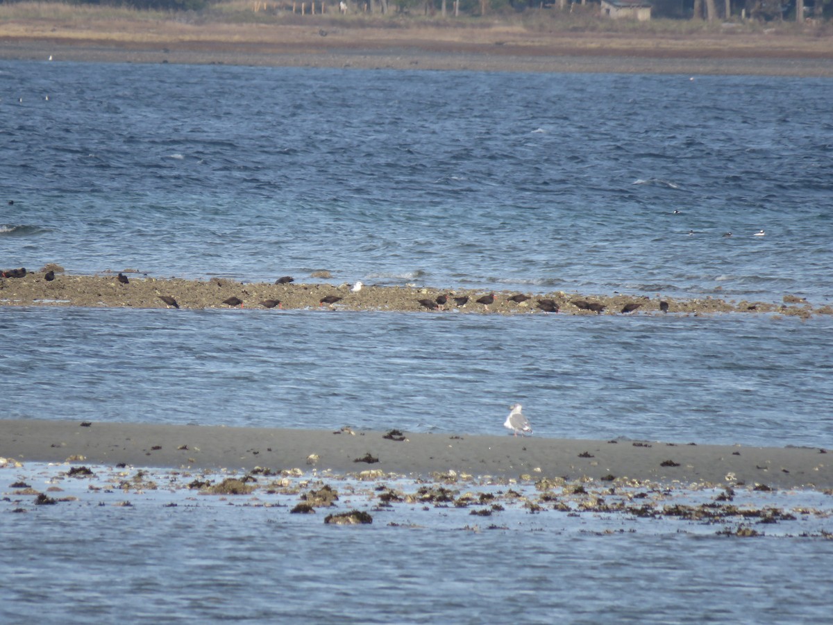 eBird Checklist - 29 Oct 2020 - Deep Bay - 34 species (+1 other taxa)