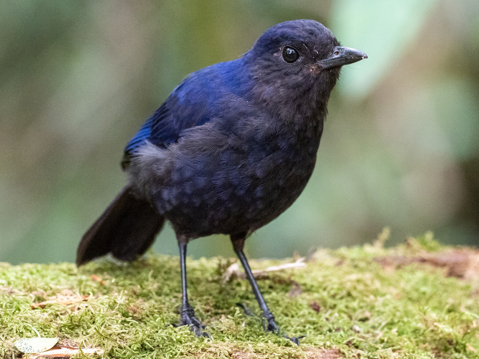 Javan Whistling-Thrush - eBird