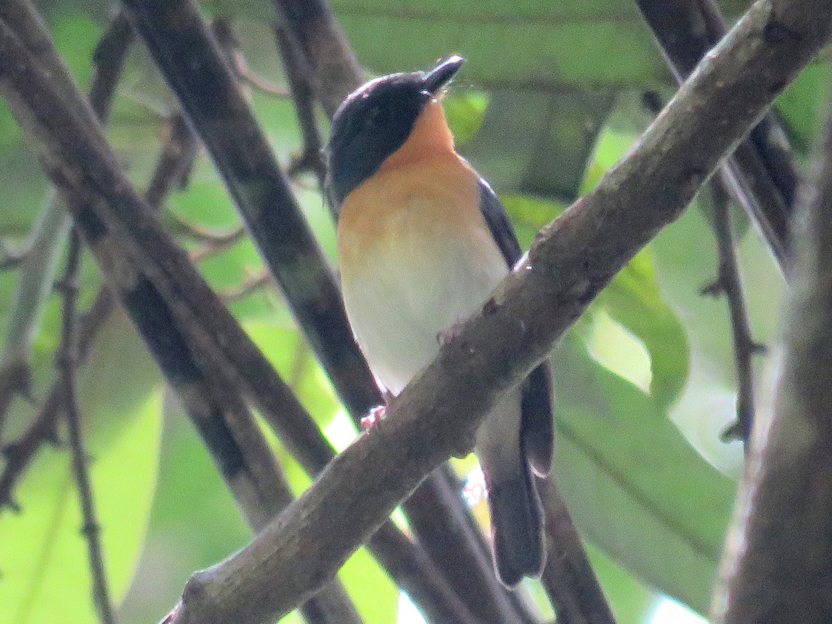 Rufous-throated Flycatcher - Ficedula rufigula - Birds of the World