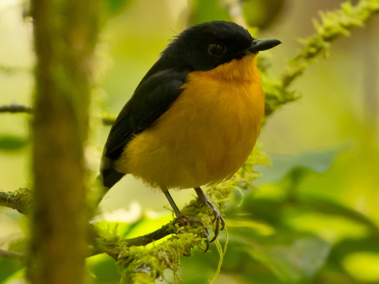 Cinnamon-chested Flycatcher - eBird