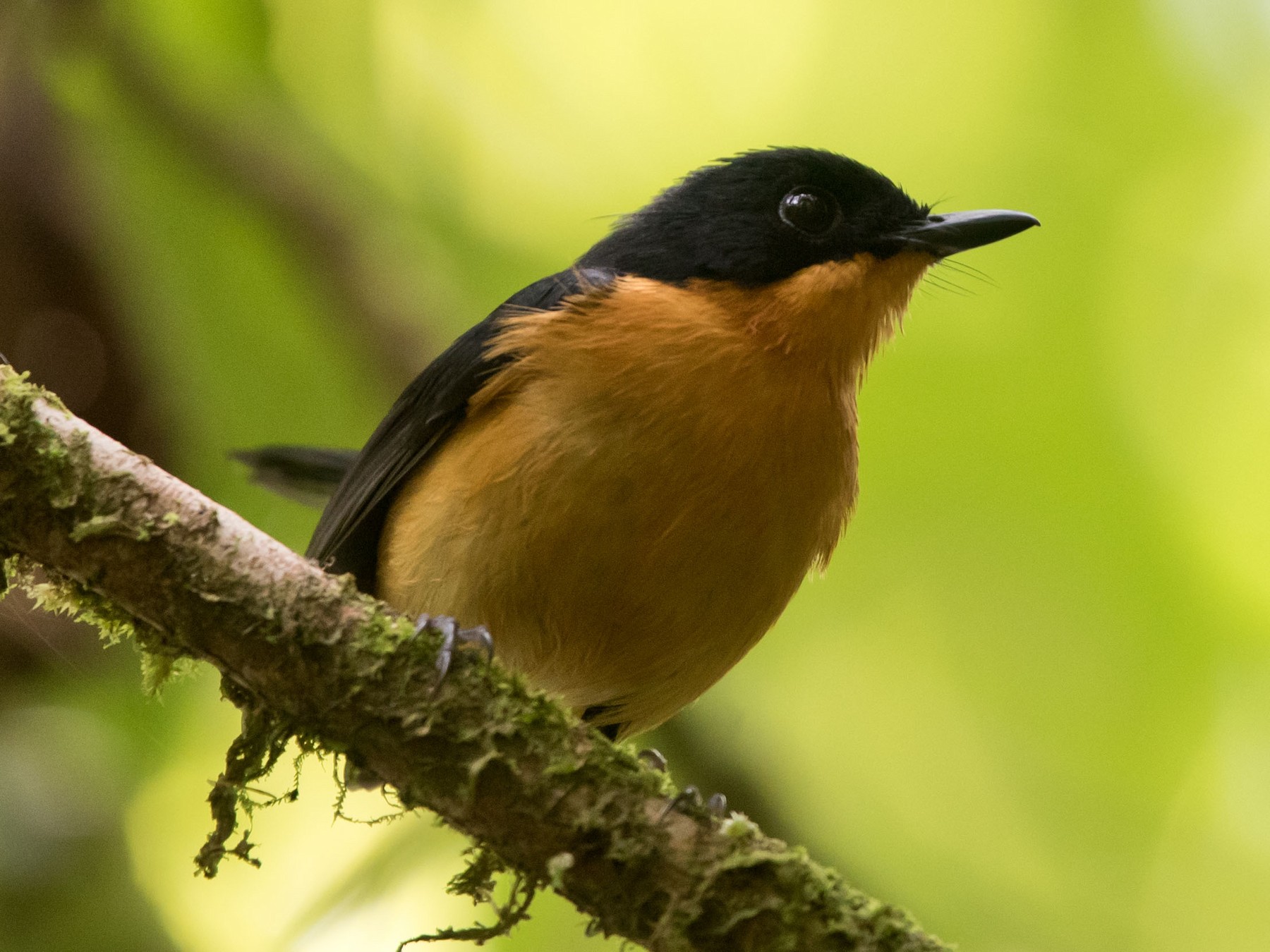 Cinnamon-chested Flycatcher - eBird