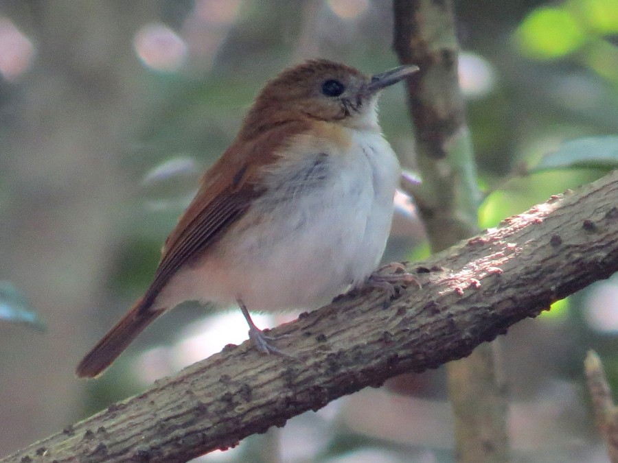 Sumba Flycatcher - eBird