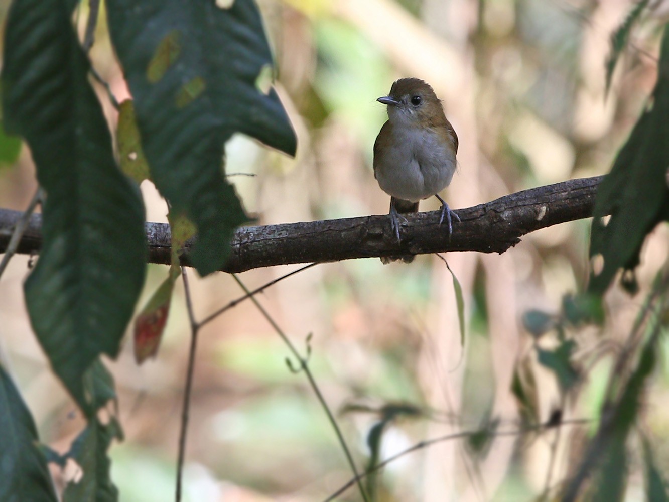 Sumba Flycatcher - eBird