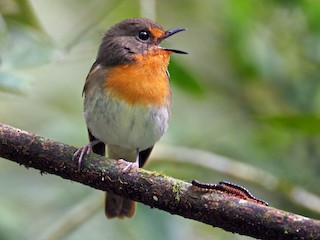 Lompobattang Flycatcher - Ficedula bonthaina - Birds of the World