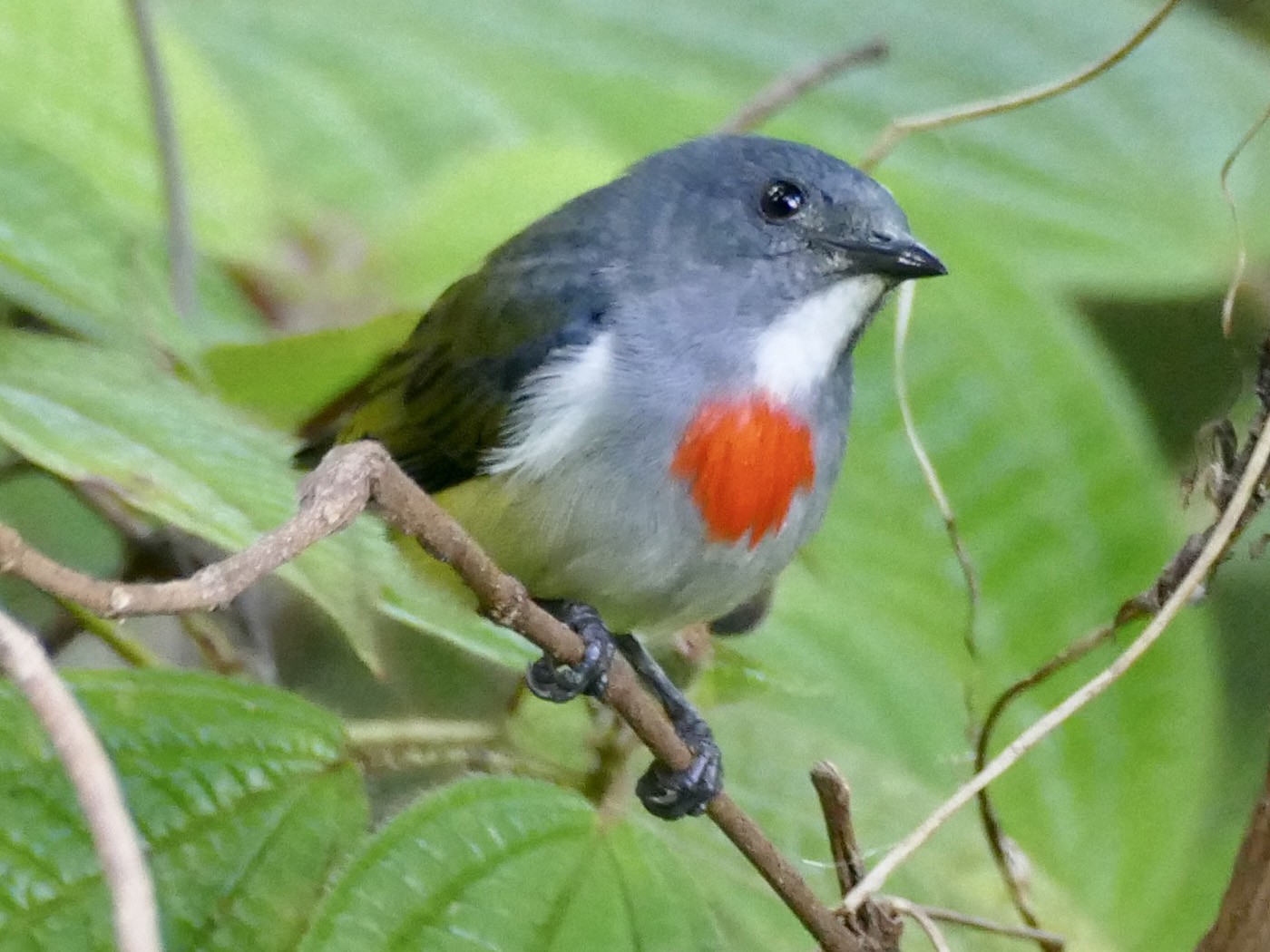 Buru flowerpecker - eBird