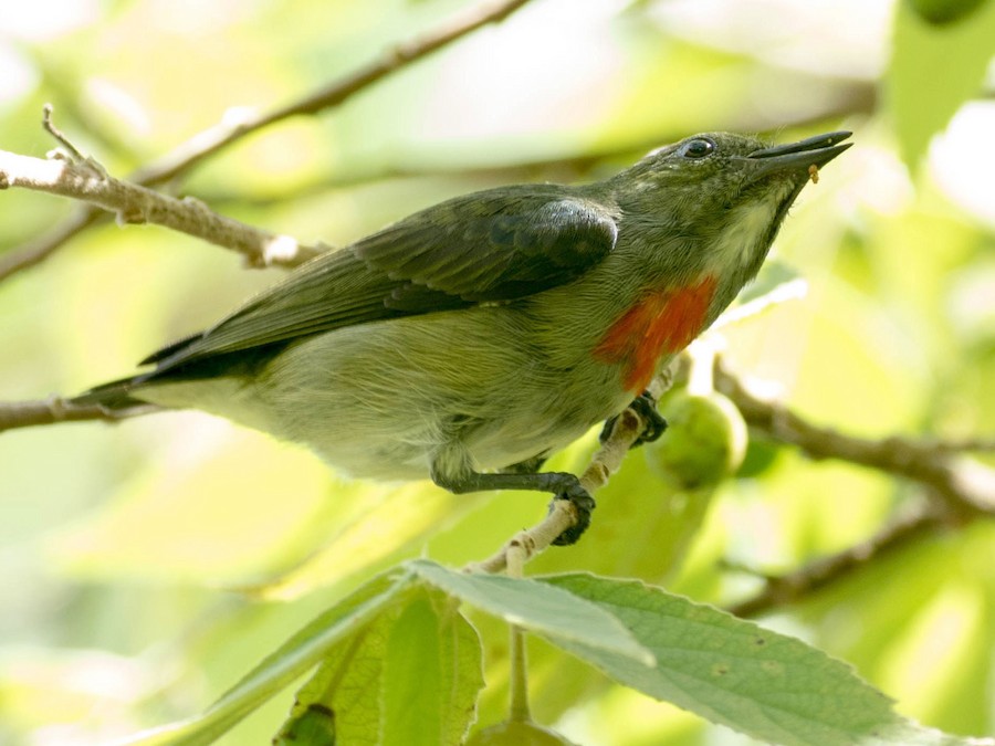 Olive-crowned Flowerpecker - eBird