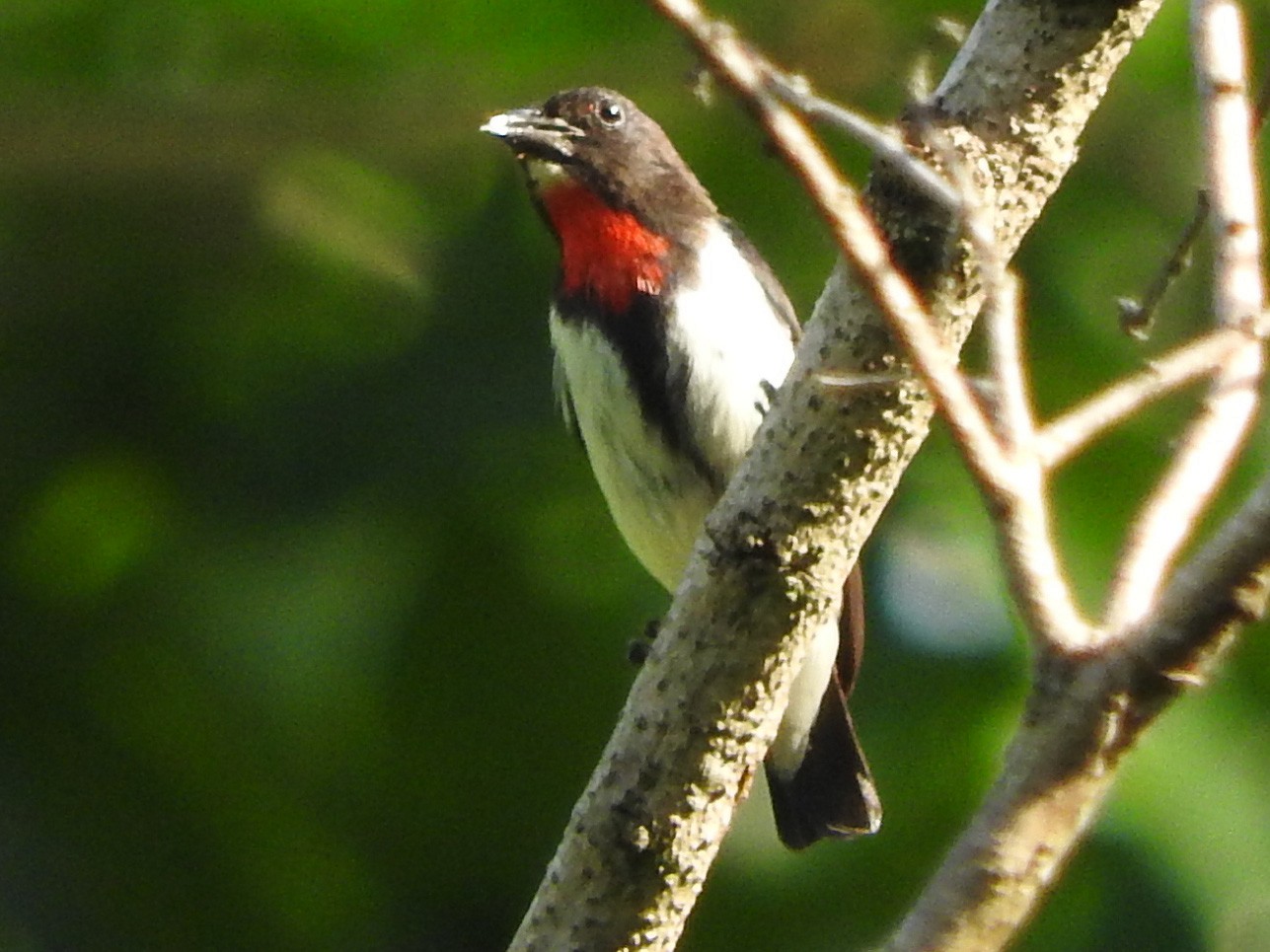 Red-chested Flowerpecker - eBird