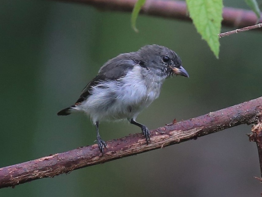 Red-chested Flowerpecker - eBird